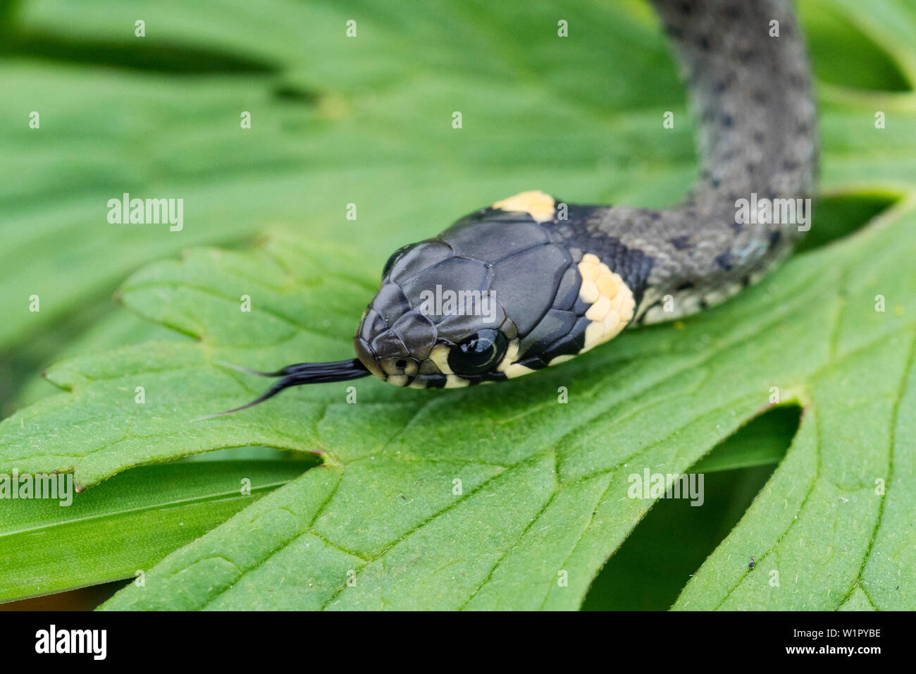 Snakes Of Germany High Resolution Stock Photography and Images - Alamy
