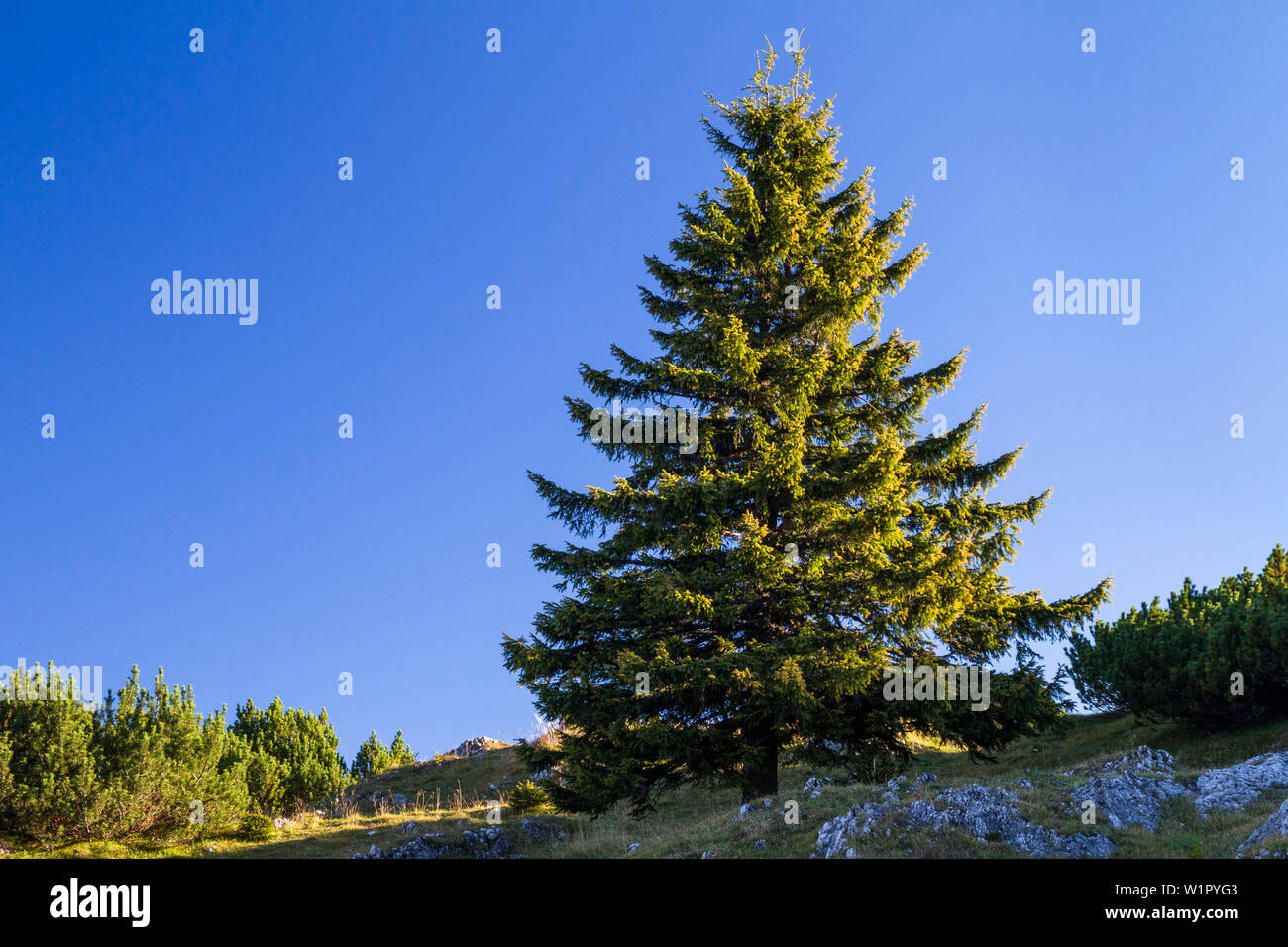 Norway spruce common spruce picea hi-res stock photography and images ...