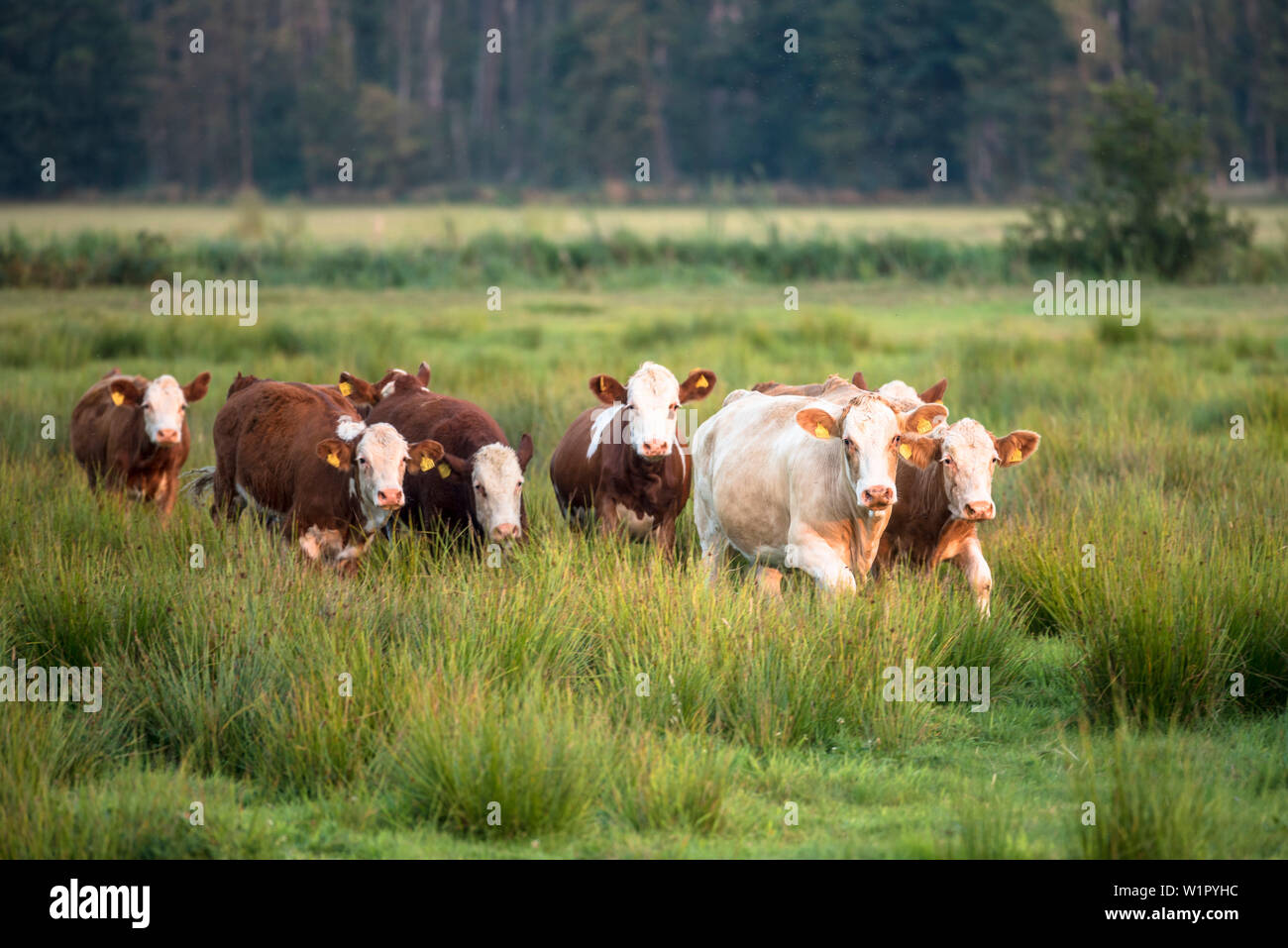 Cows on the meadow, biosphere reserve, pasture, summer, cultural ...