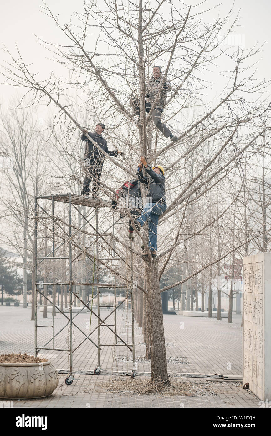 chinese workers cut tree, heavy air pollution, Olympic Green, Beijing ...