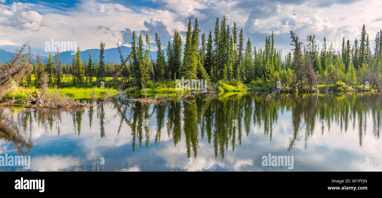 Drunken forest hi-res stock photography and images - Alamy