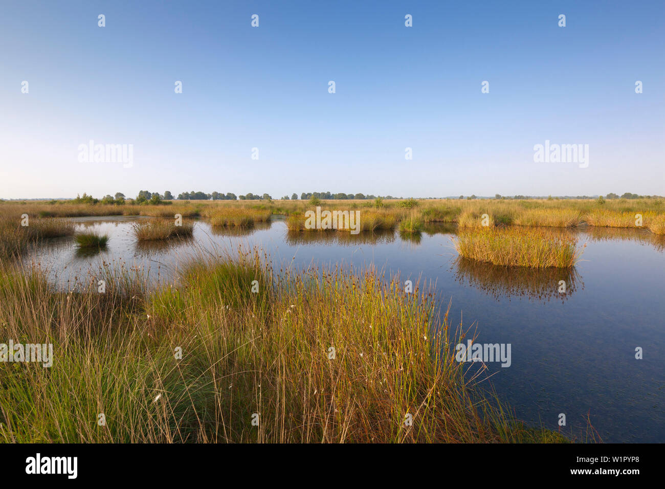 Moor in Nature reserve „Ewiges Meer“, East Friesland, Lower Saxony ...