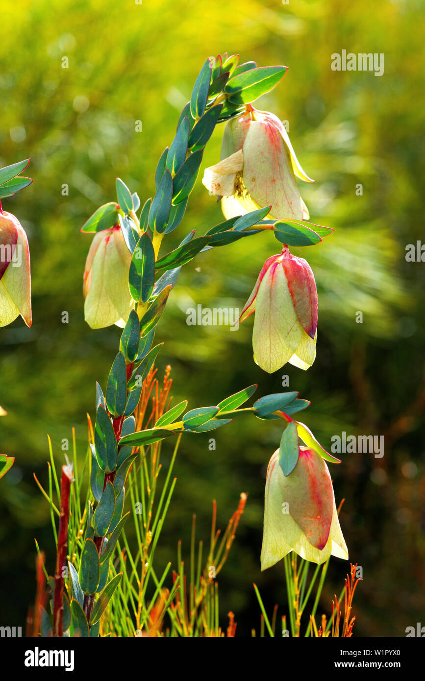 Flowering Qualup Bell (Pimelea physodes) in the Ravensthorpe Range in ...