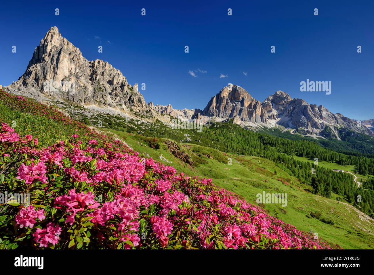 Alpine roses in the mountains hi-res stock photography and images - Alamy