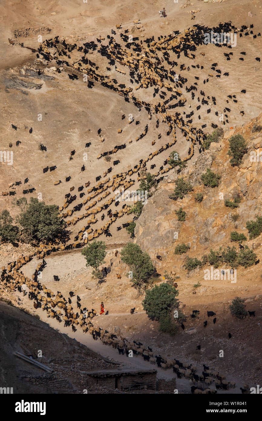 Goat herd in Palangan, Kurdistan, Iran, Asia Stock Photo - Alamy