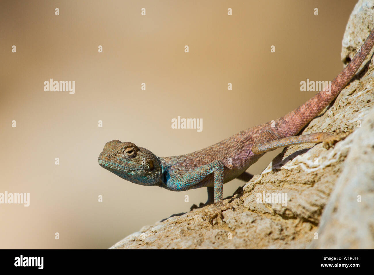 blue lizard in Jordan, Asia Stock Photo - Alamy