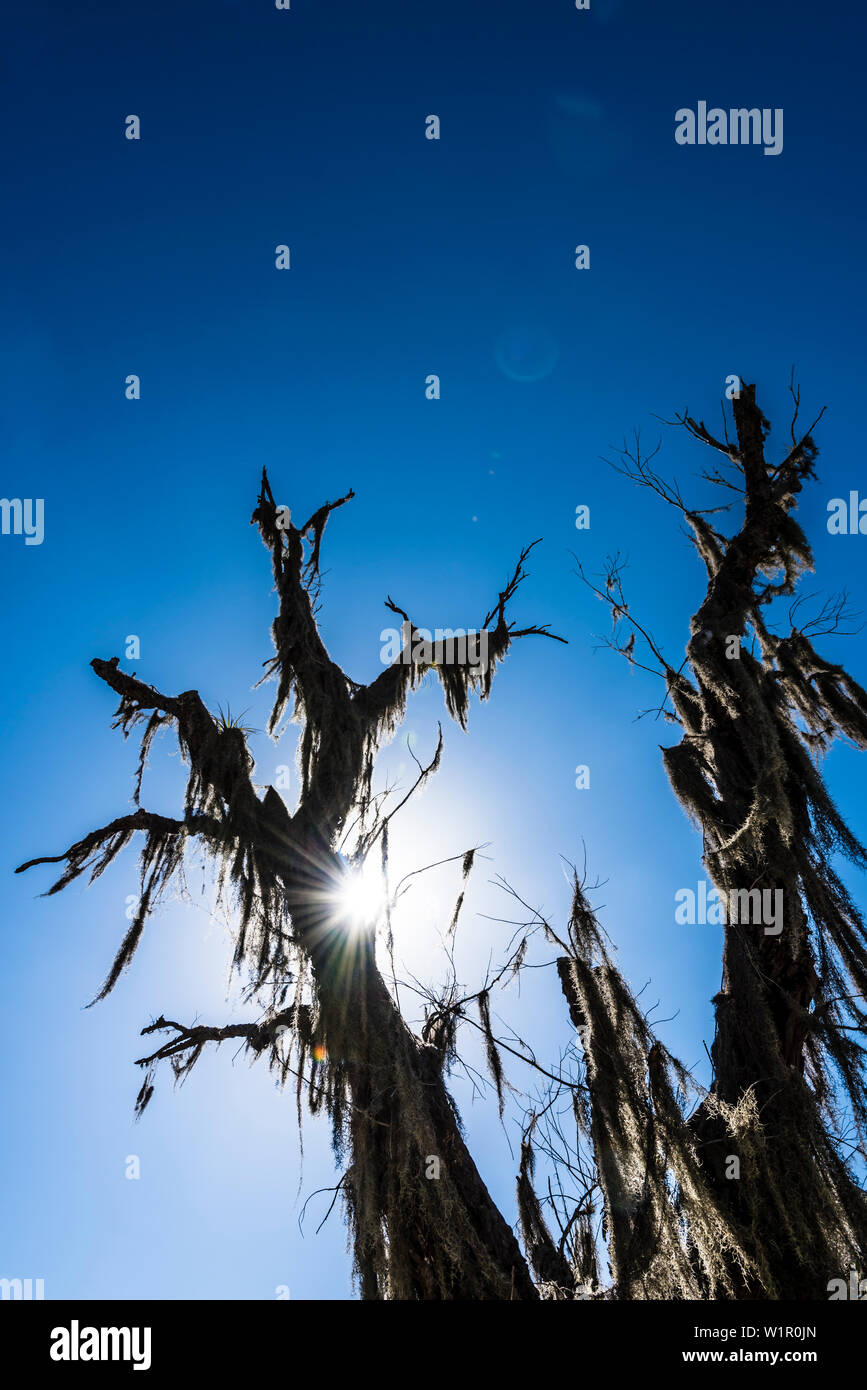 Silhouette of an old exceptional overgrown tree against the light in a ...