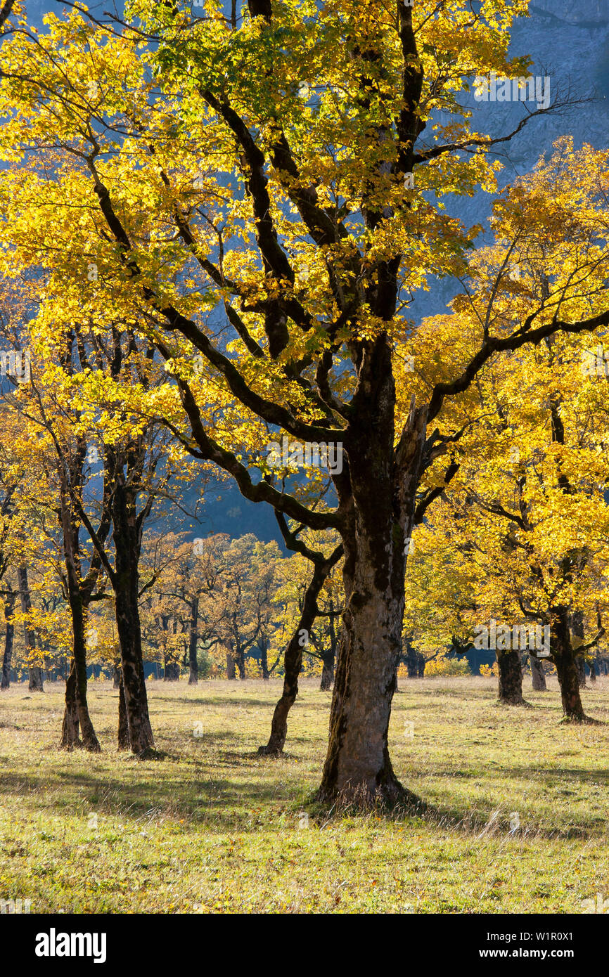 autumncolors in the Eng, maple, Acer pseudoplatanus, Austria, Europe ...
