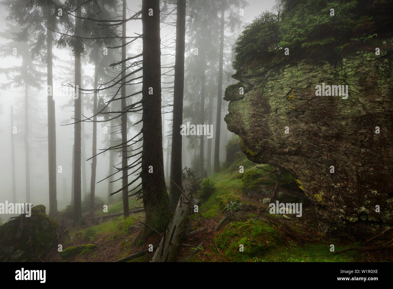 Forest in mist at the hiking path to Grosser Falkenstein, Bavarian ...