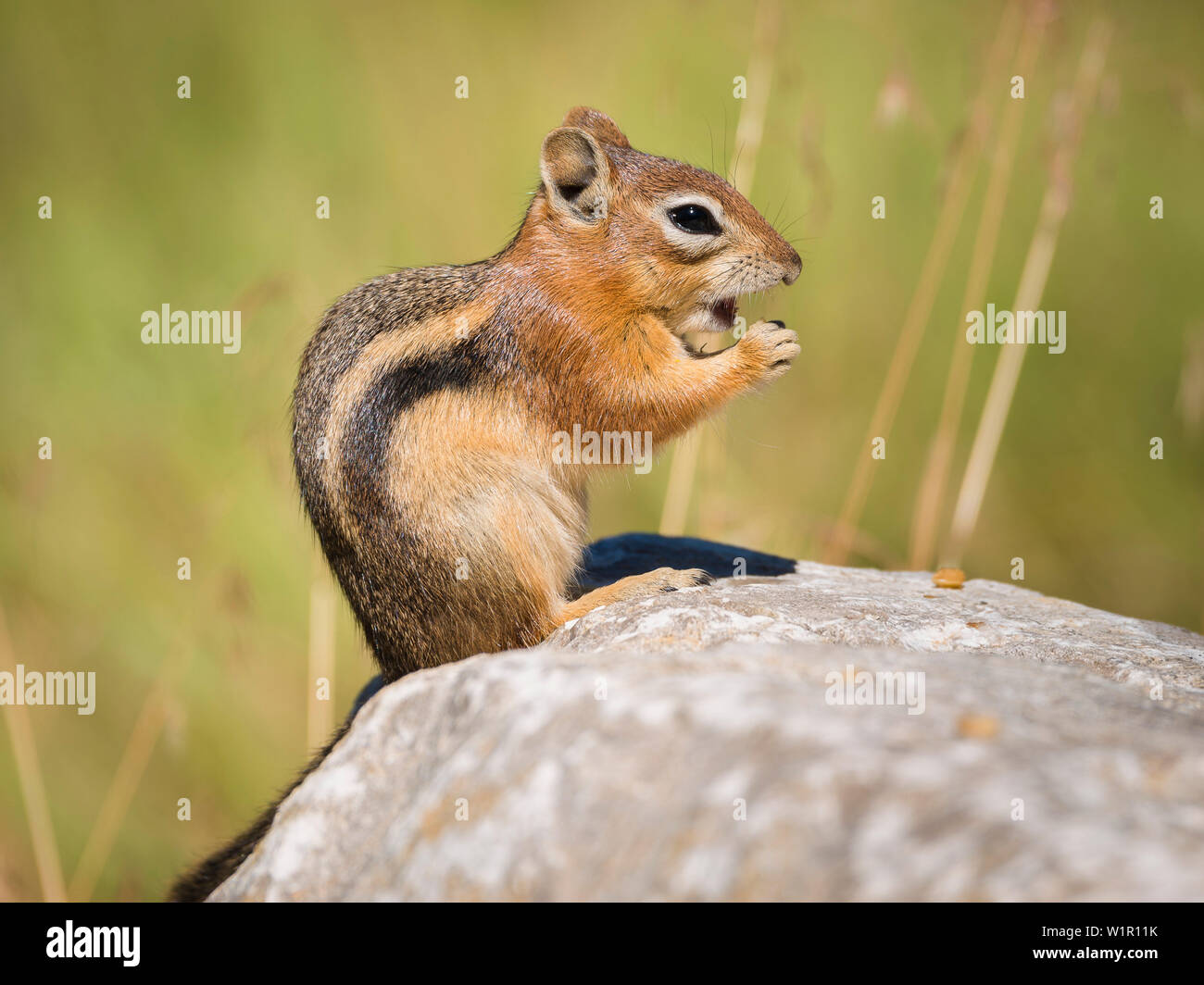 Utah sweet hi-res stock photography and images - Alamy