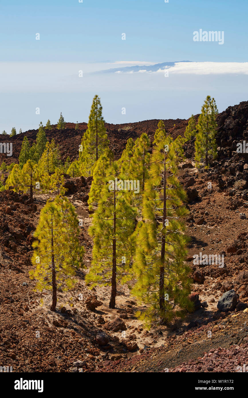 Tenerife Chinyero Volcano High Resolution Stock Photography and Images ...