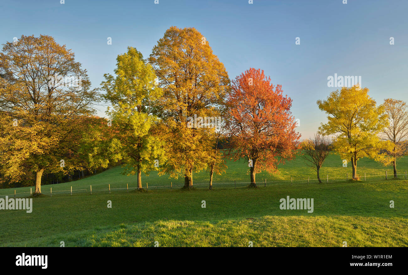 autumn-colored trees in the Vienna Woods, Zoblhof, Lower Austria ...