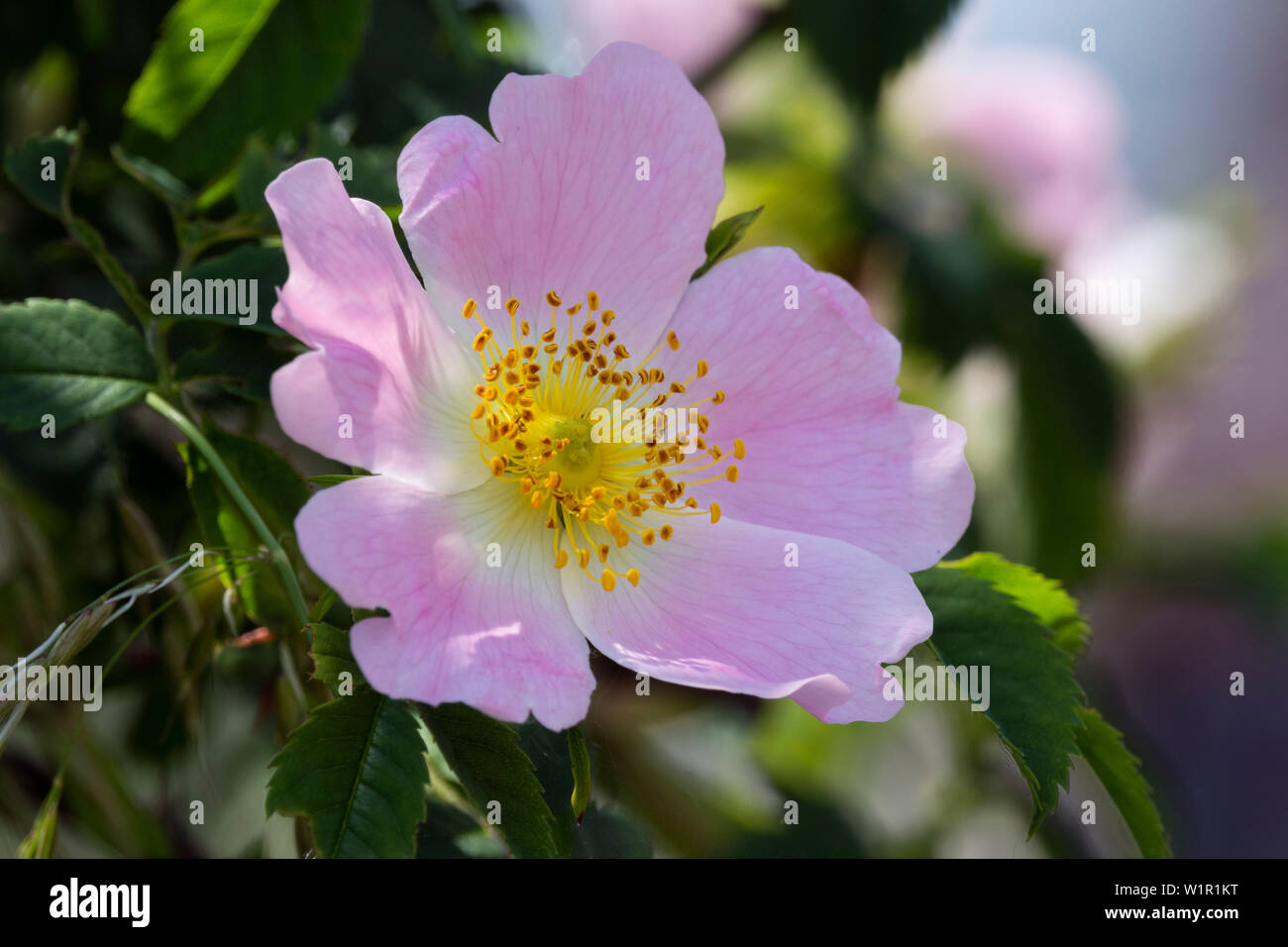 rose flowers, Rosa canina, Germany Stock Photo - Alamy