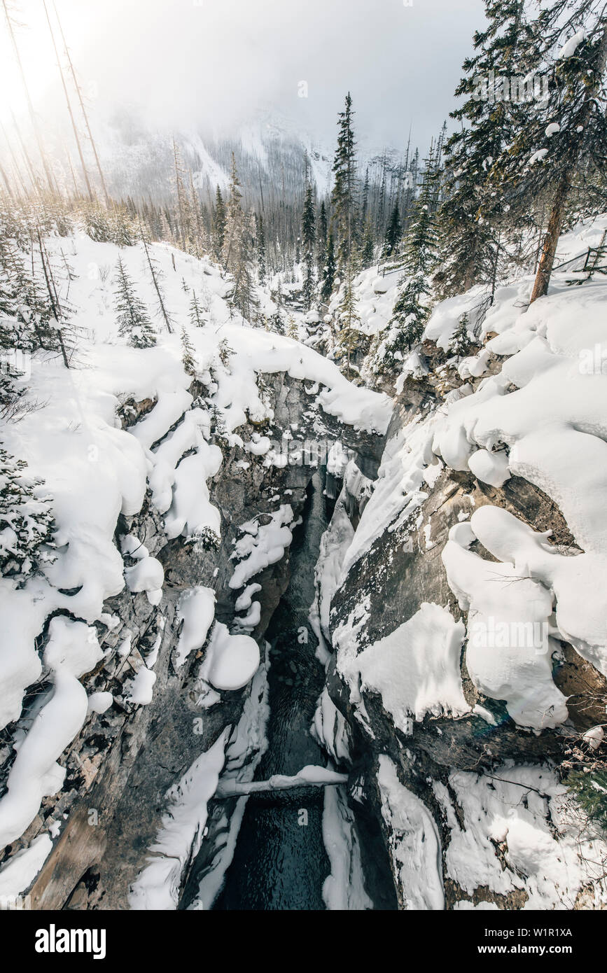 forest at Kootenay National park, Kootenay National Park, British ...