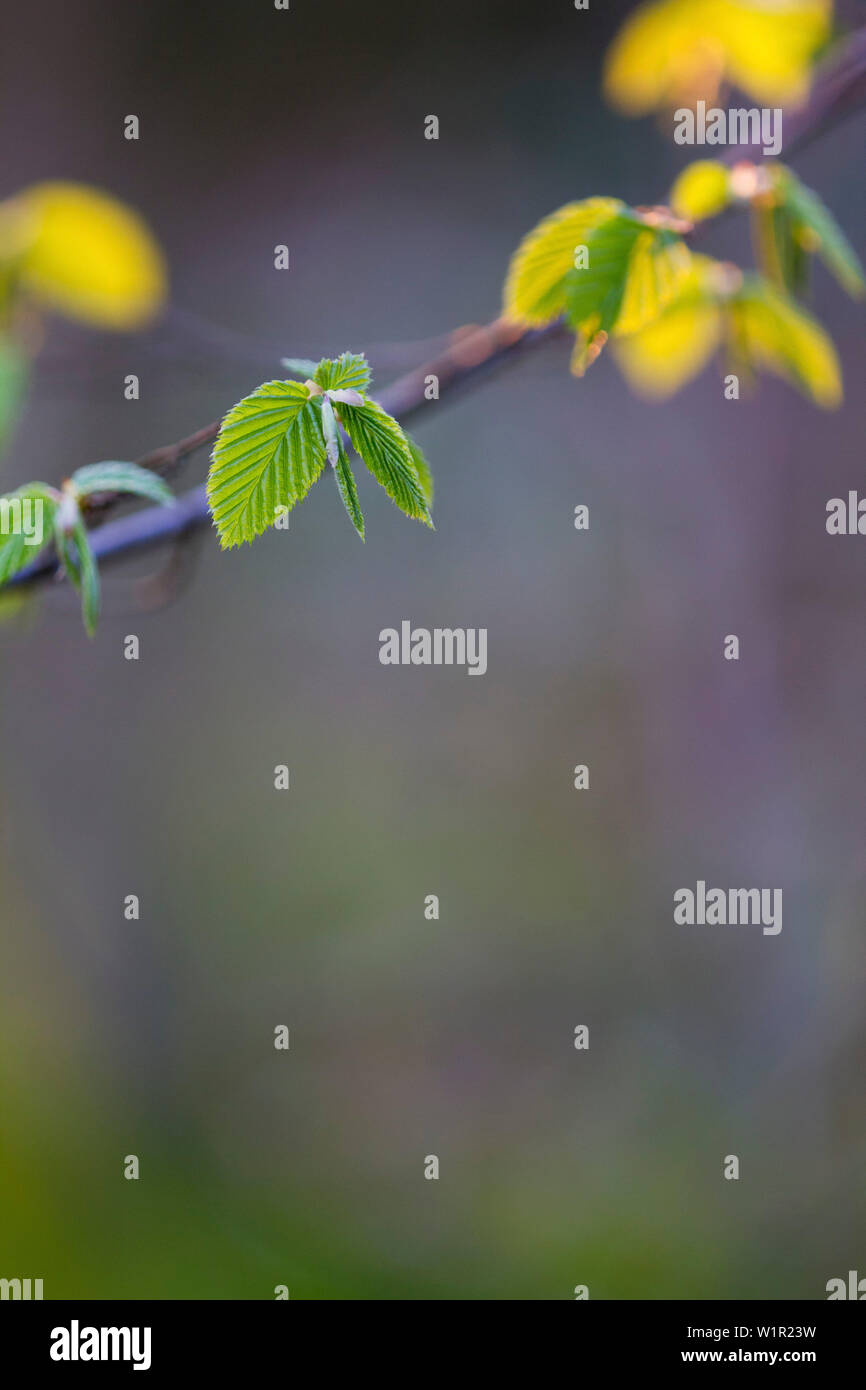 Gerbrunn hi-res stock photography and images - Alamy