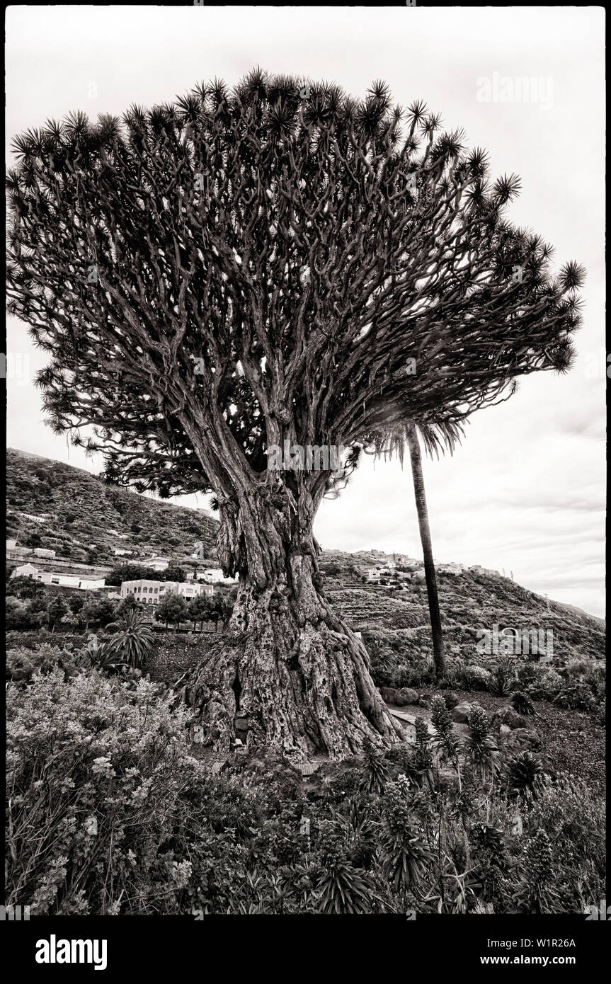 Drago Milenario, the most famous dragon tree (Dracaena draco) at Canary ...