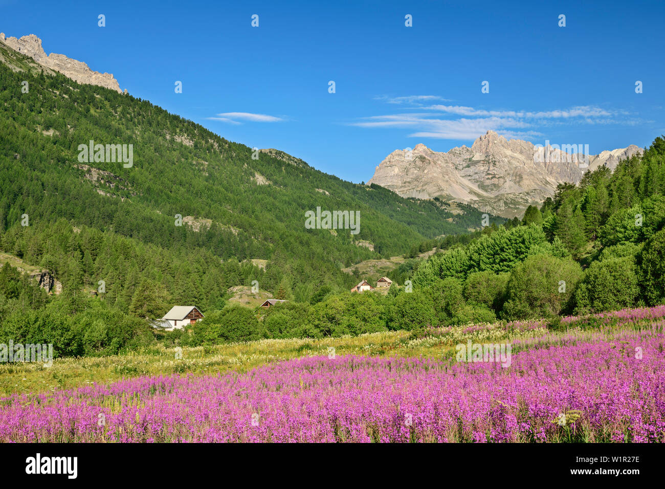 Meadow with pink flowers in Val Clarée, Val Clarée, Dauphine, Dauphiné ...