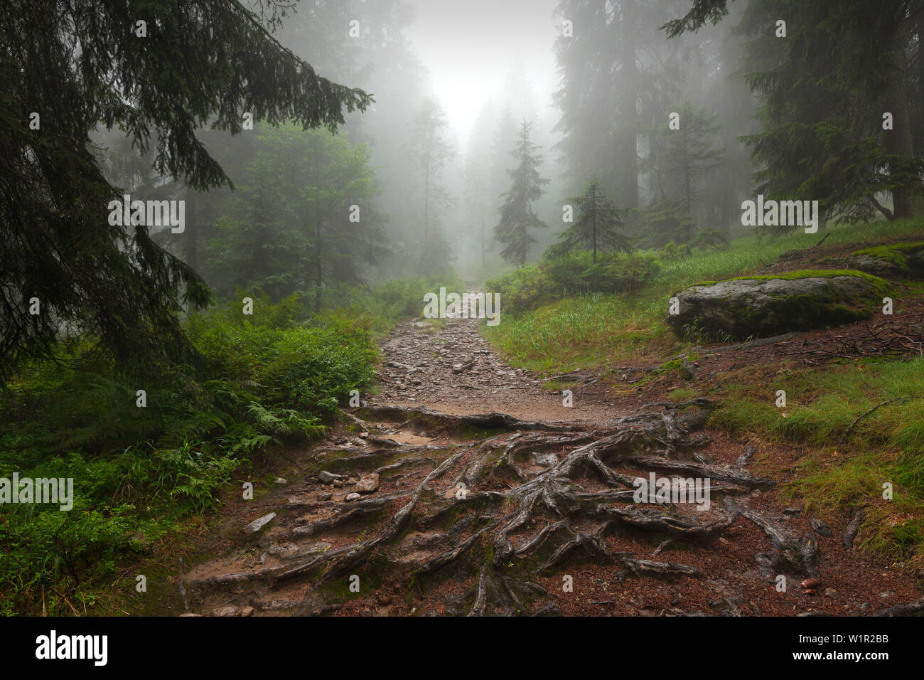 Forest in mist at the hiking path to Grosser Falkenstein, Bavarian ...