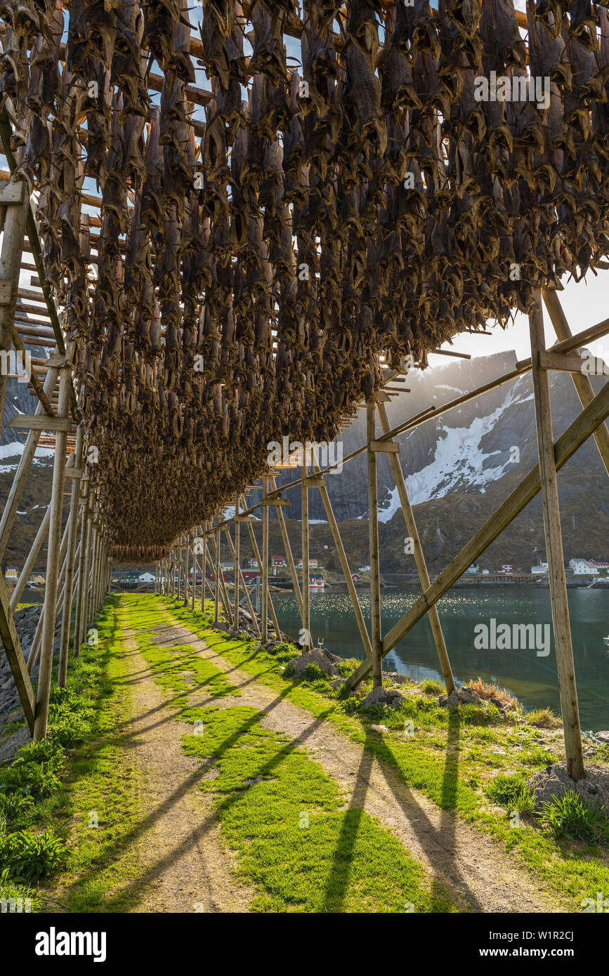 Fish drying on frame hi-res stock photography and images - Alamy