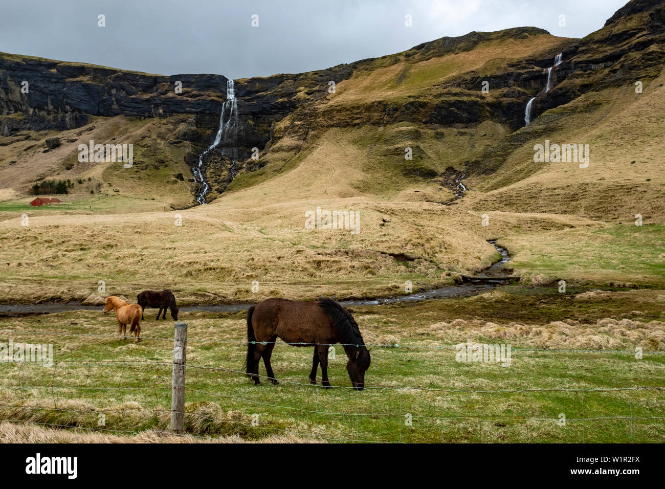 Two icelandic horses animal hi-res stock photography and images - Alamy