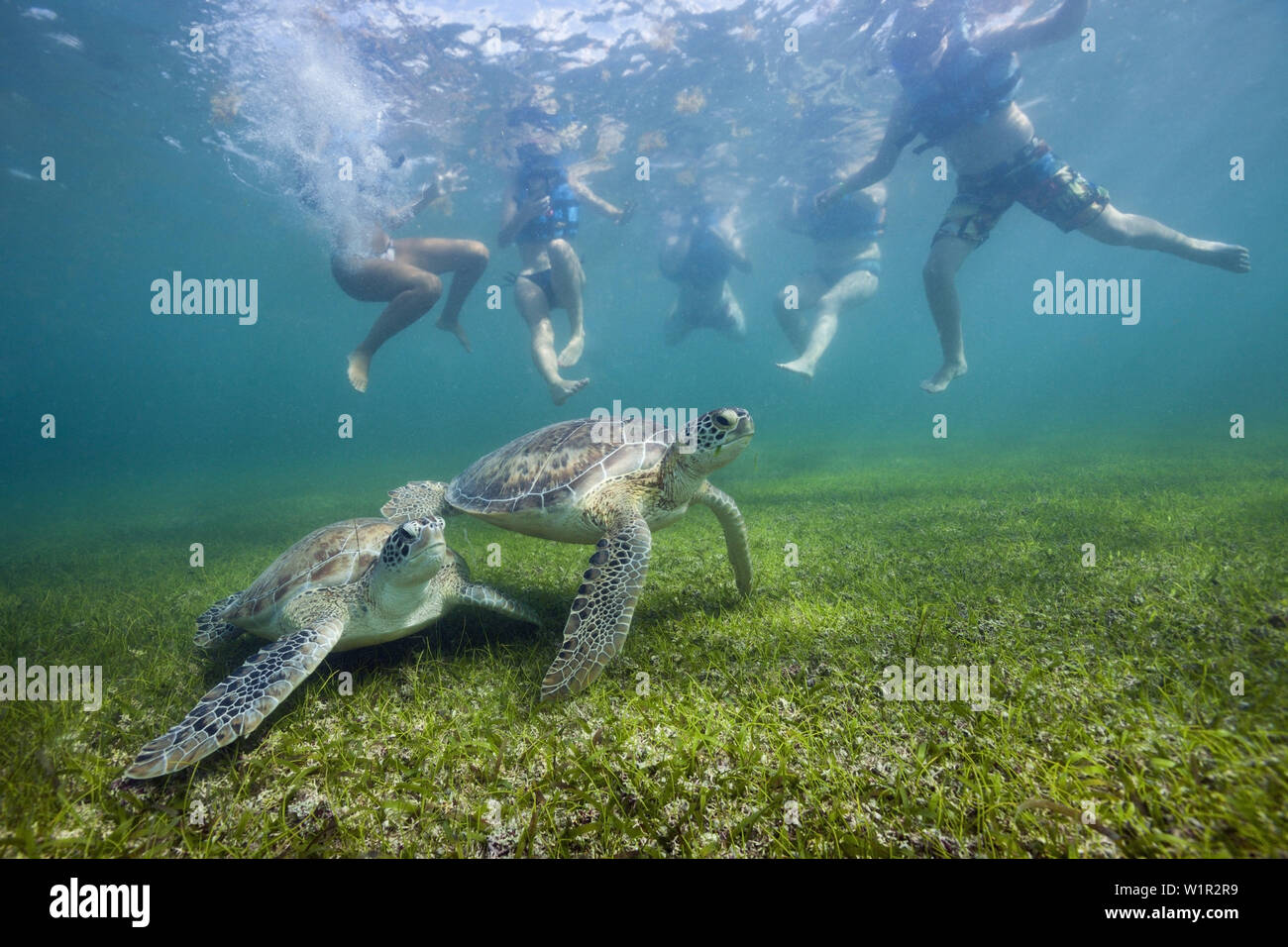 Akumal beach tulum hi-res stock photography and images - Alamy