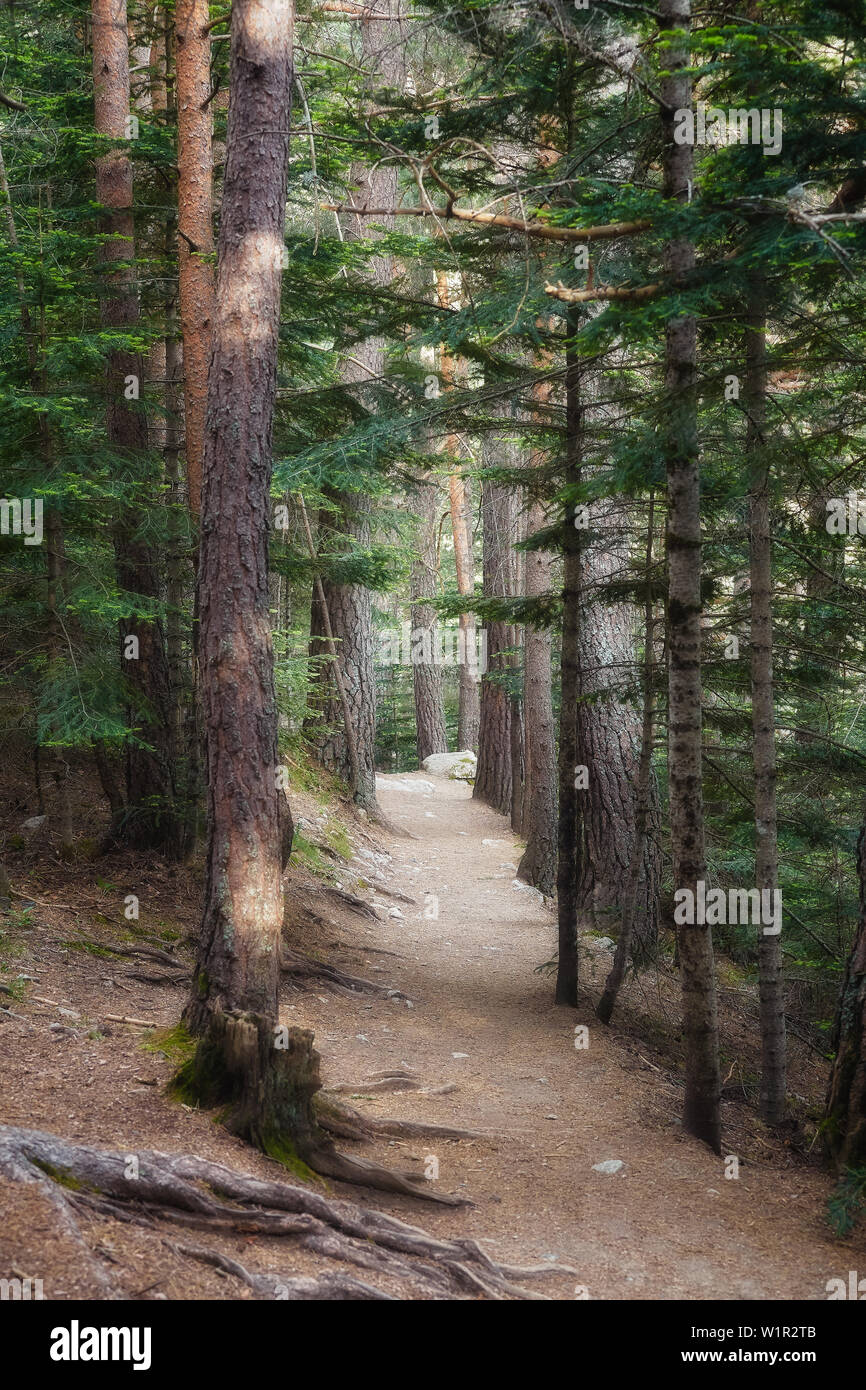 Spanish pine tree hi-res stock photography and images - Alamy