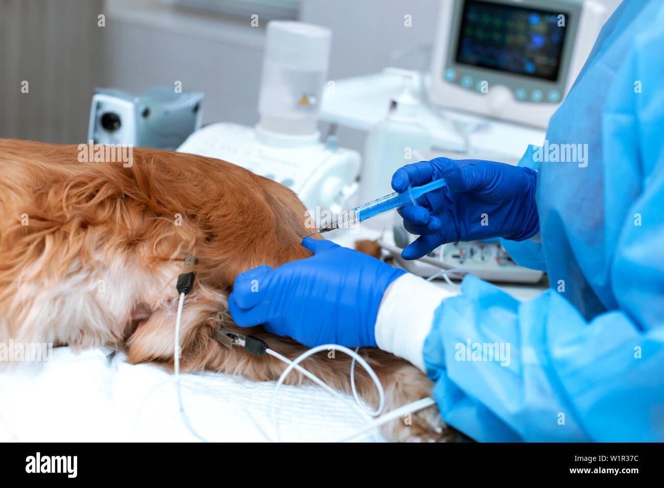 A veterinarian is administering an anesthetized dog . A dog with a ...
