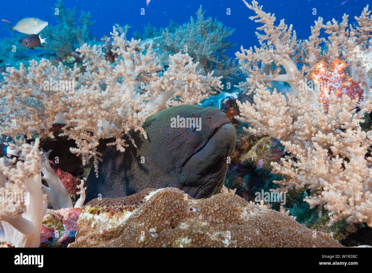 The giant moray gymnothorax javanicus hi-res stock photography and ...