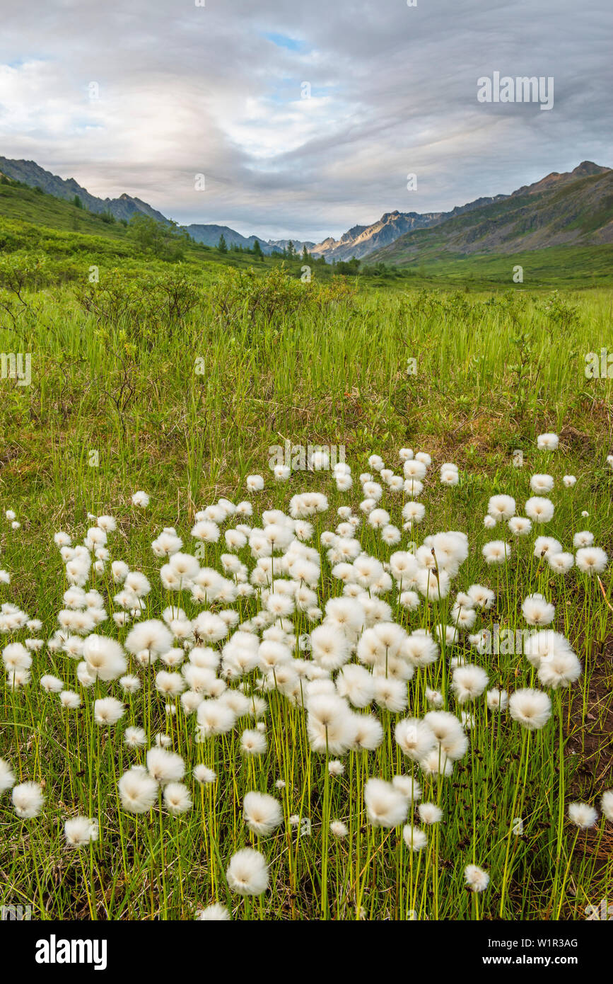 Alaska cotton hi-res stock photography and images - Alamy