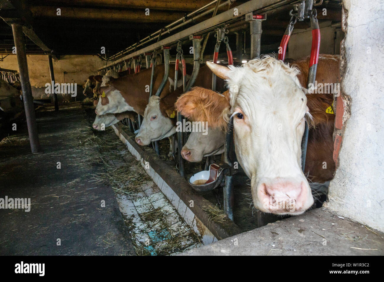 Germany cow stable hi-res stock photography and images - Alamy