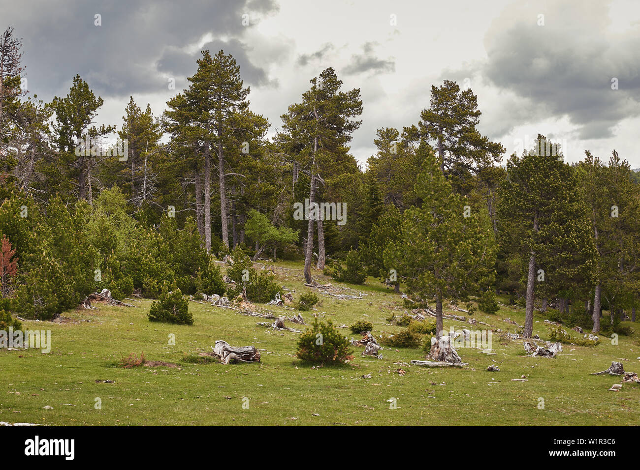 Spanish pine tree hi-res stock photography and images - Alamy