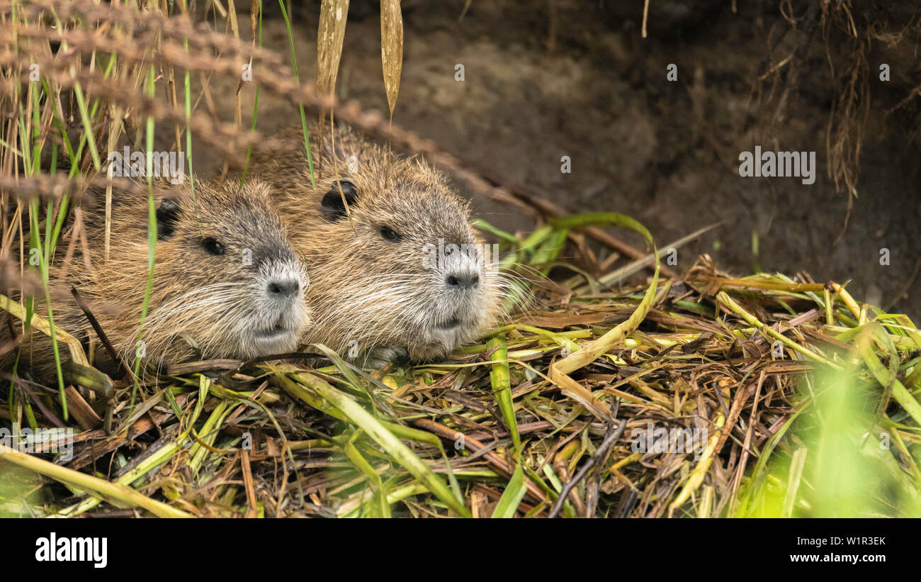 Spreewald biosphere reserve, Germany, kayak tours, recreational area ...