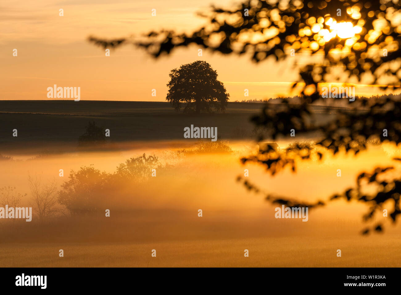 landscape in morning mist, trees, Germany, Europe Stock Photo - Alamy