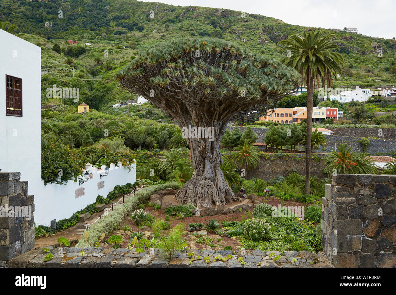 El drago hi-res stock photography and images - Alamy