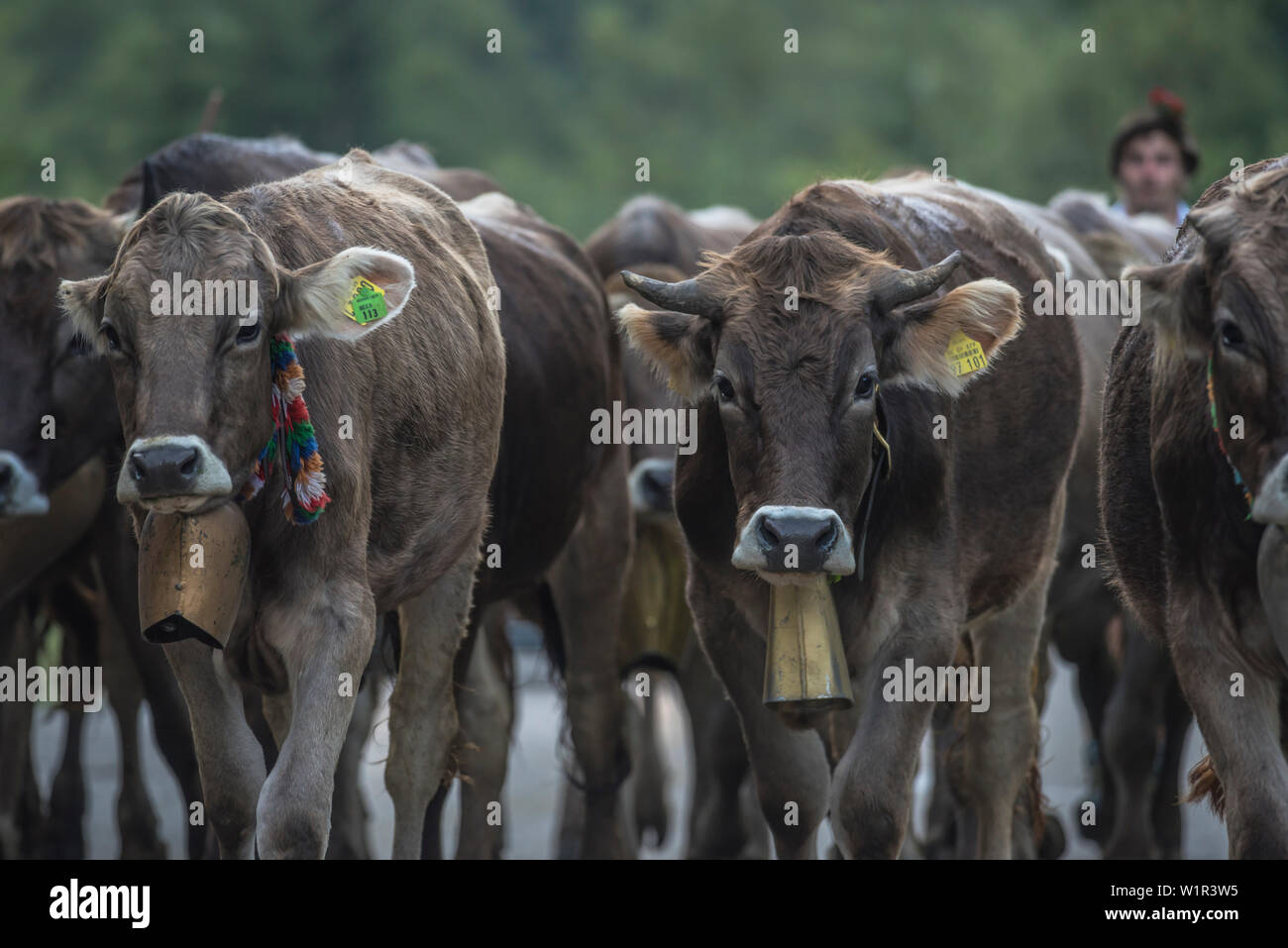 Cows wearing bells for the Almabtrieb, Stillachtal, Oberallgaeu ...
