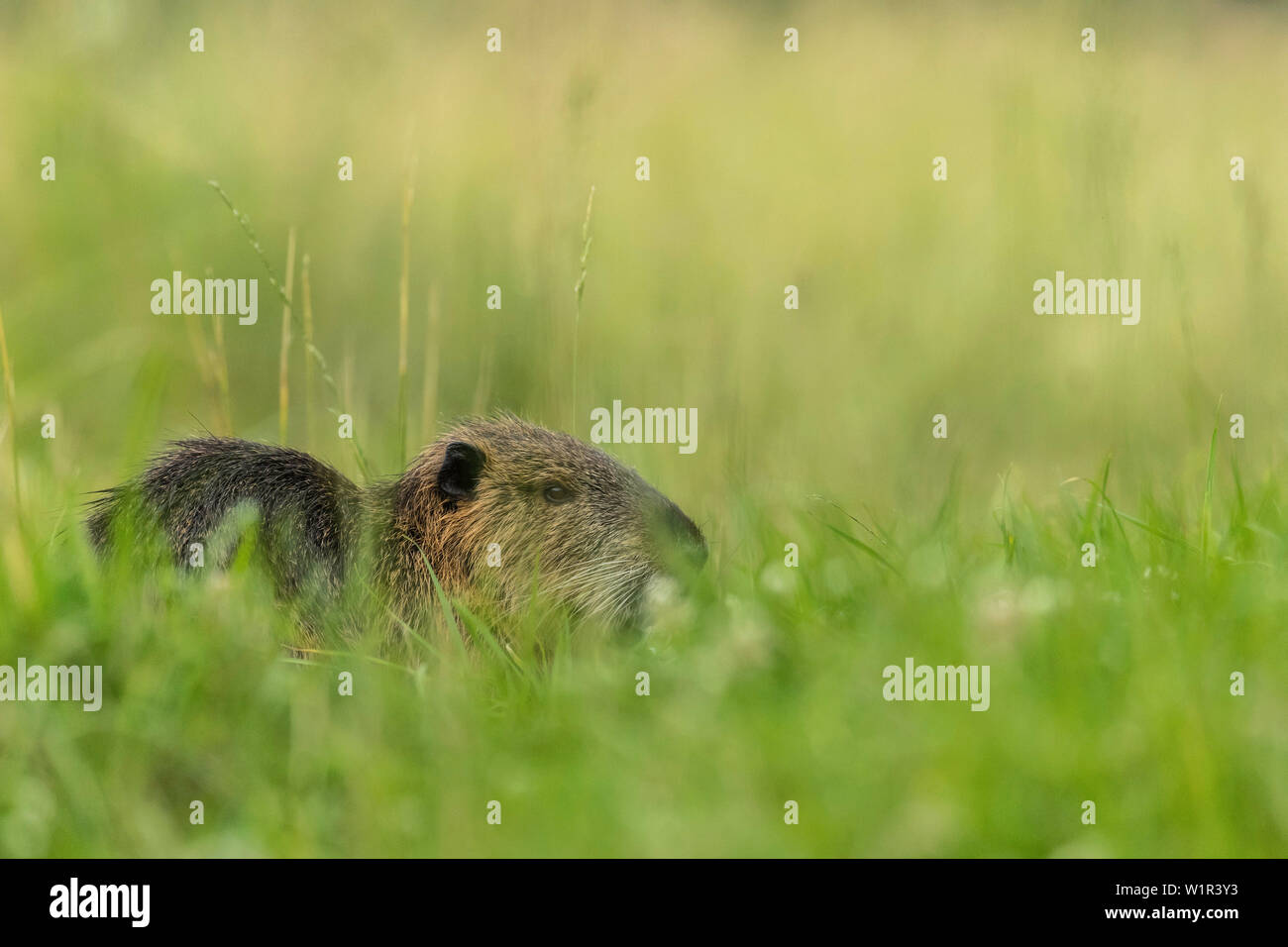 Spreewald Biosphere Reserve, Brandenburg, Germany, Kayaking, Recreation ...