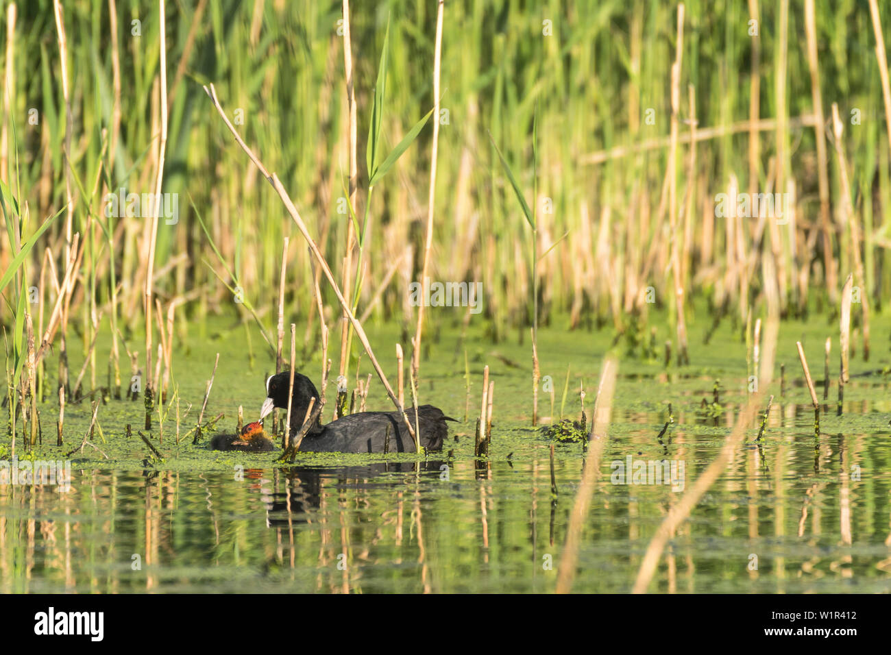 Coot while feeding the young coot chick Stock Photo - Alamy