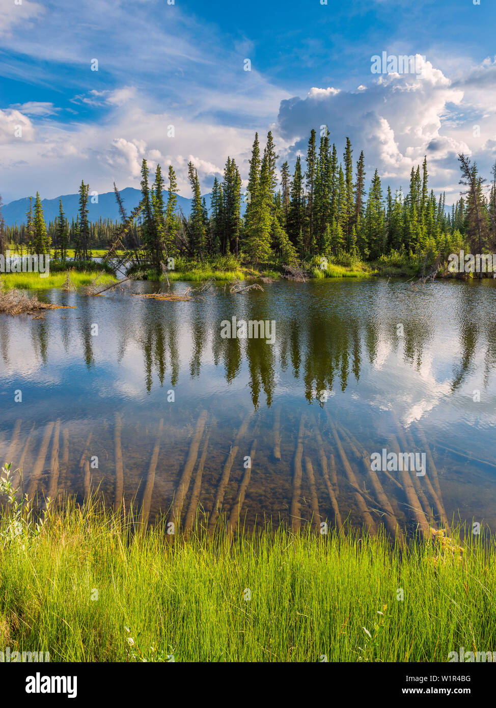 Drunken forest and alaska hi-res stock photography and images - Alamy
