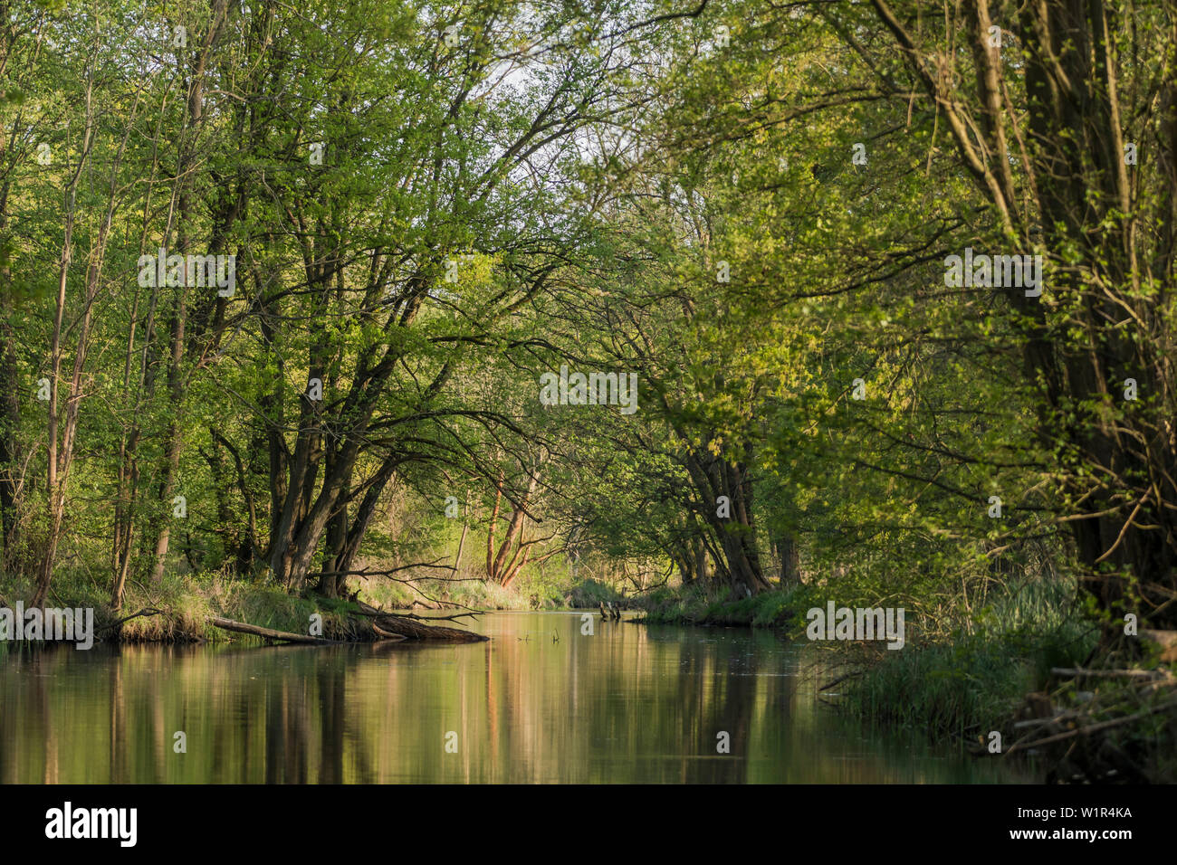 River landscape in spring at sunshine in Spreewald Stock Photo - Alamy