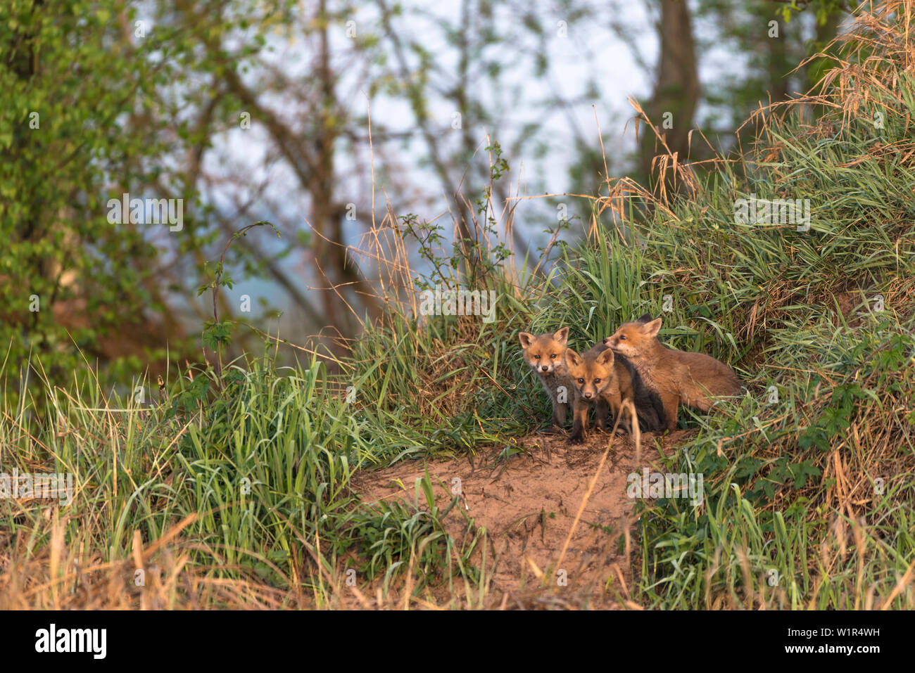 Young foxes at the Burrow to the sunrise Stock Photo - Alamy