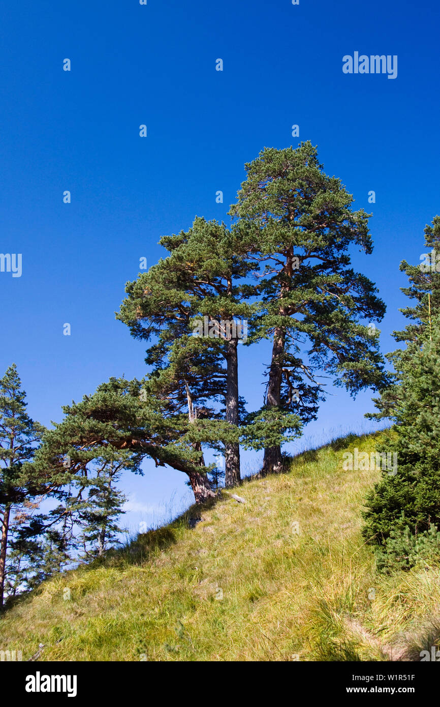 Tree in the alps hi-res stock photography and images - Alamy