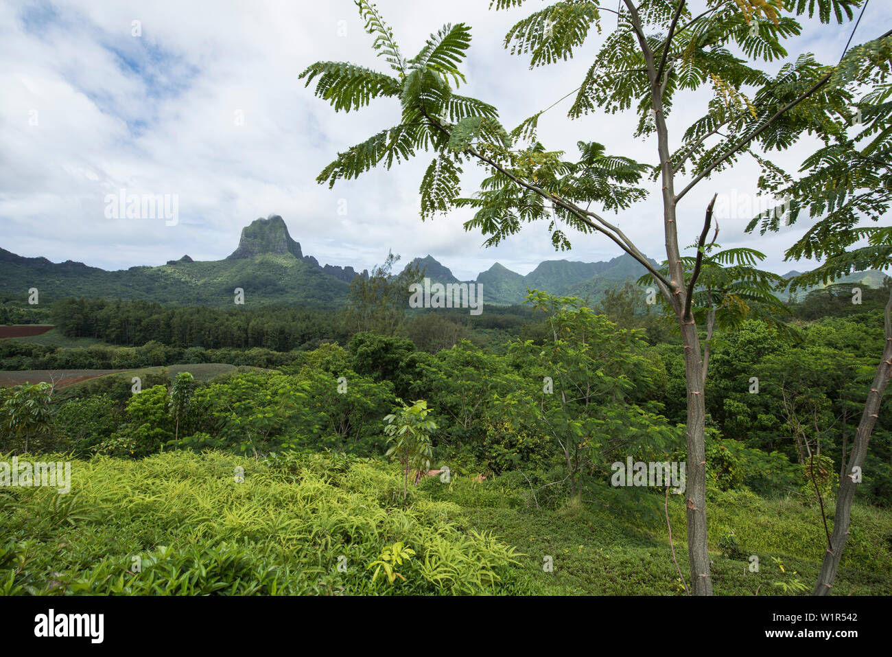 View of the iconic Mount Tohivea (or Tohiea) across lush verdant ...