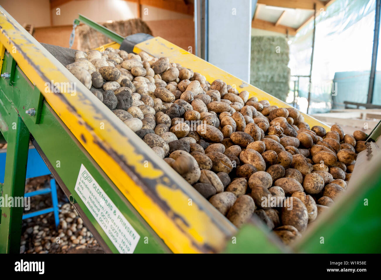 potato harvest, sorting machine, crop, harvest, yield, harvesting ...
