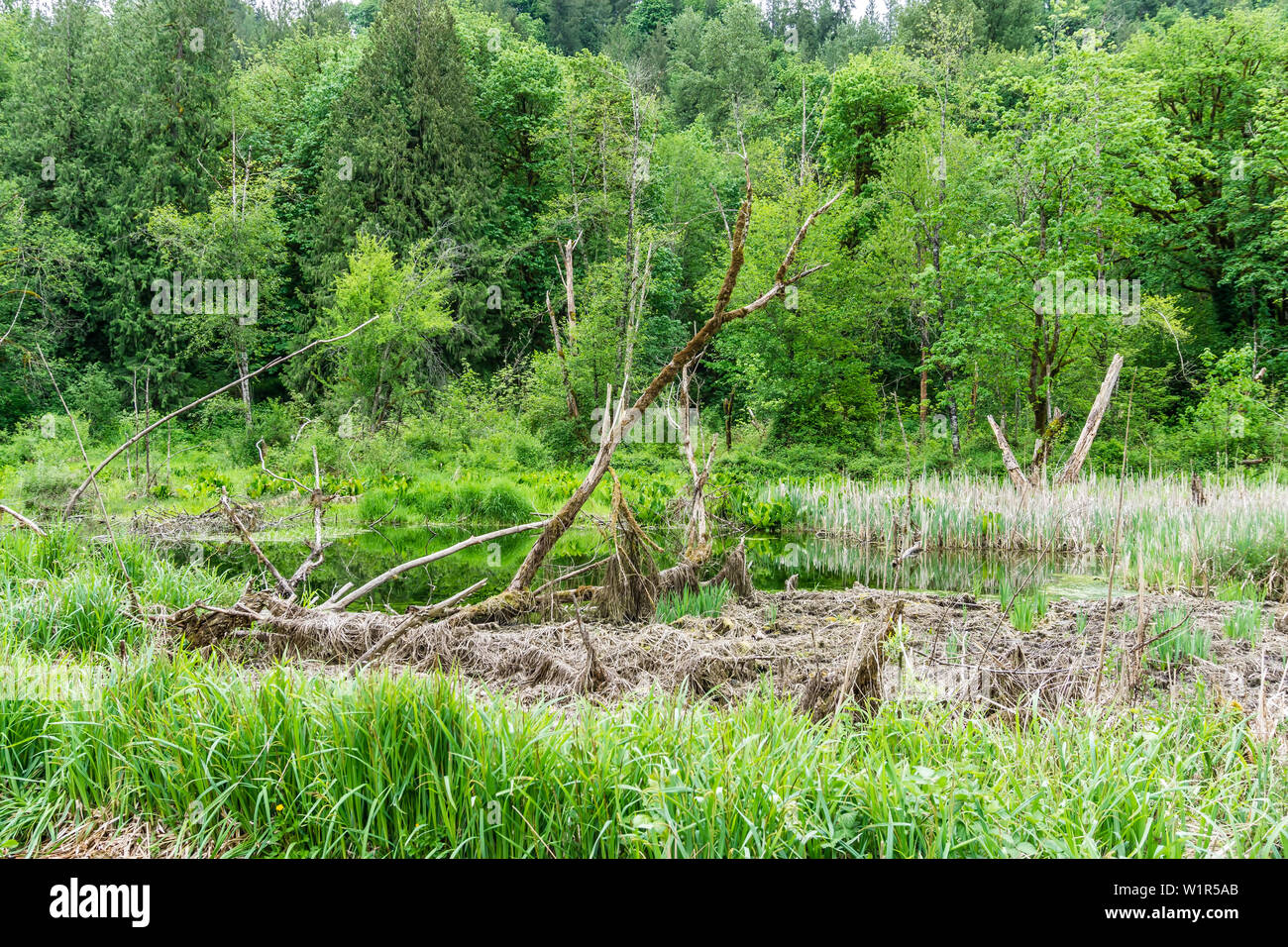 Flaming geyser state park hi-res stock photography and images - Alamy