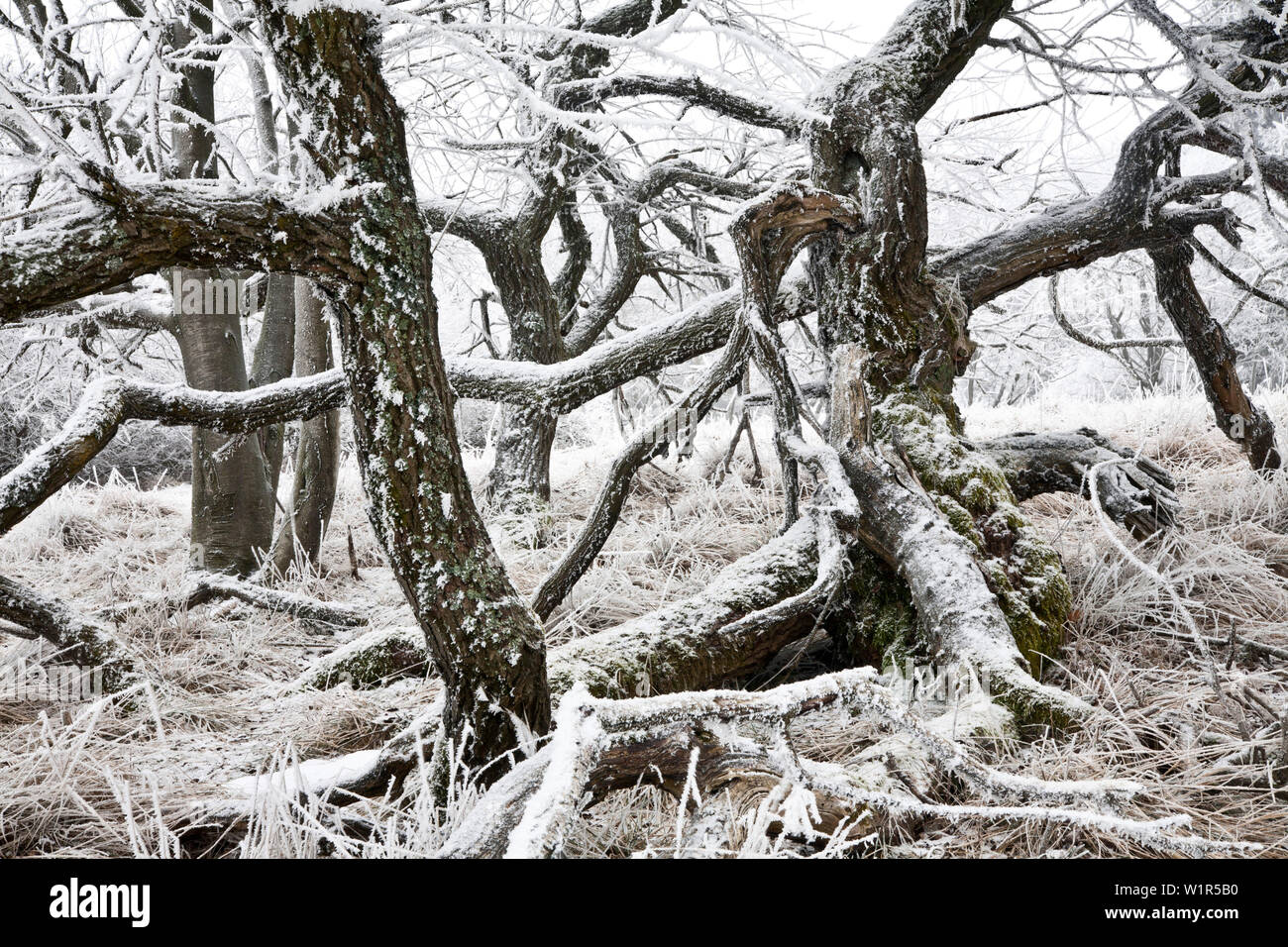 Trees in snow, Meissner - Kaufunger Wald nature park, North Hesse ...