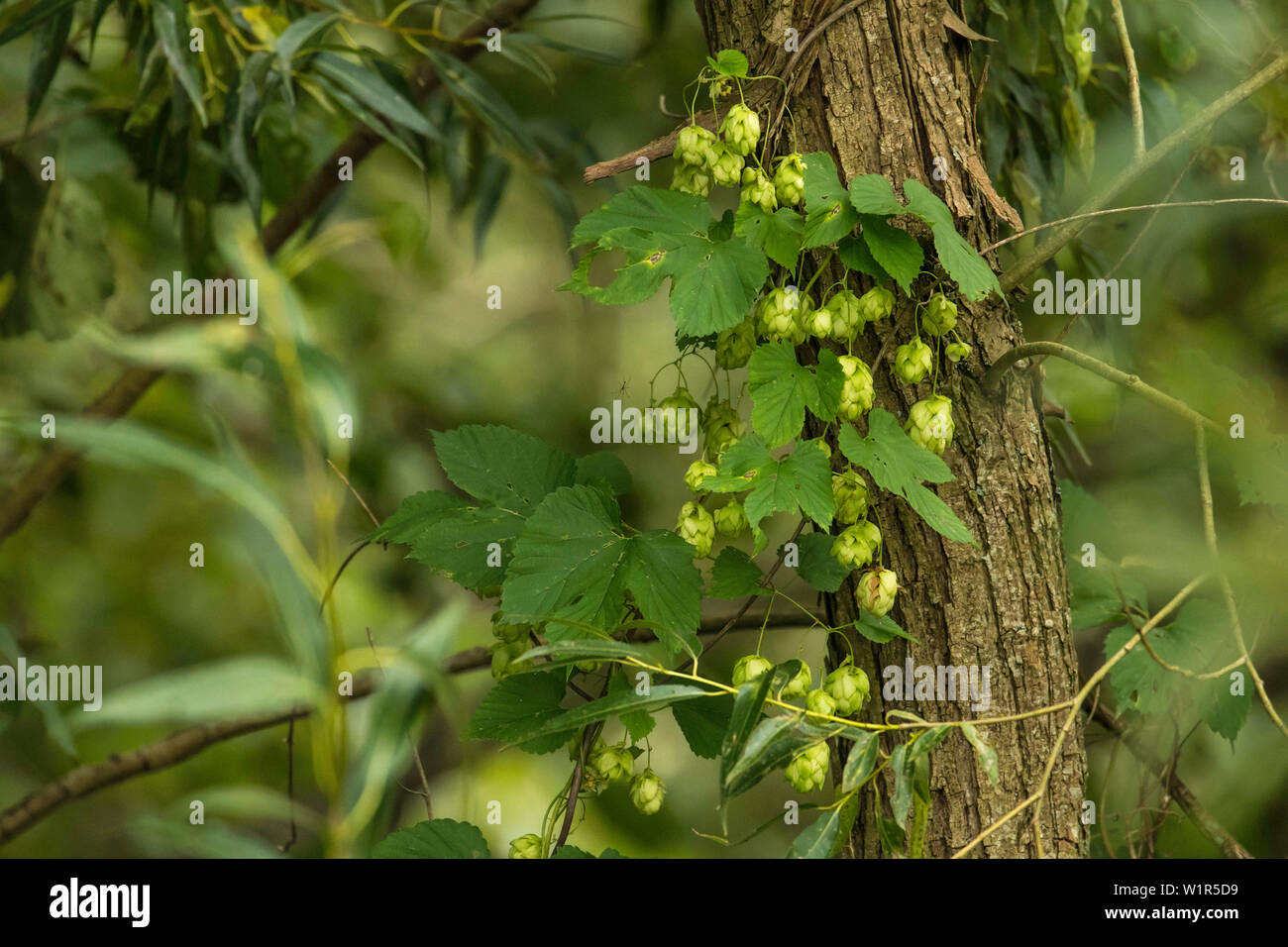 Wild hops hi-res stock photography and images - Alamy