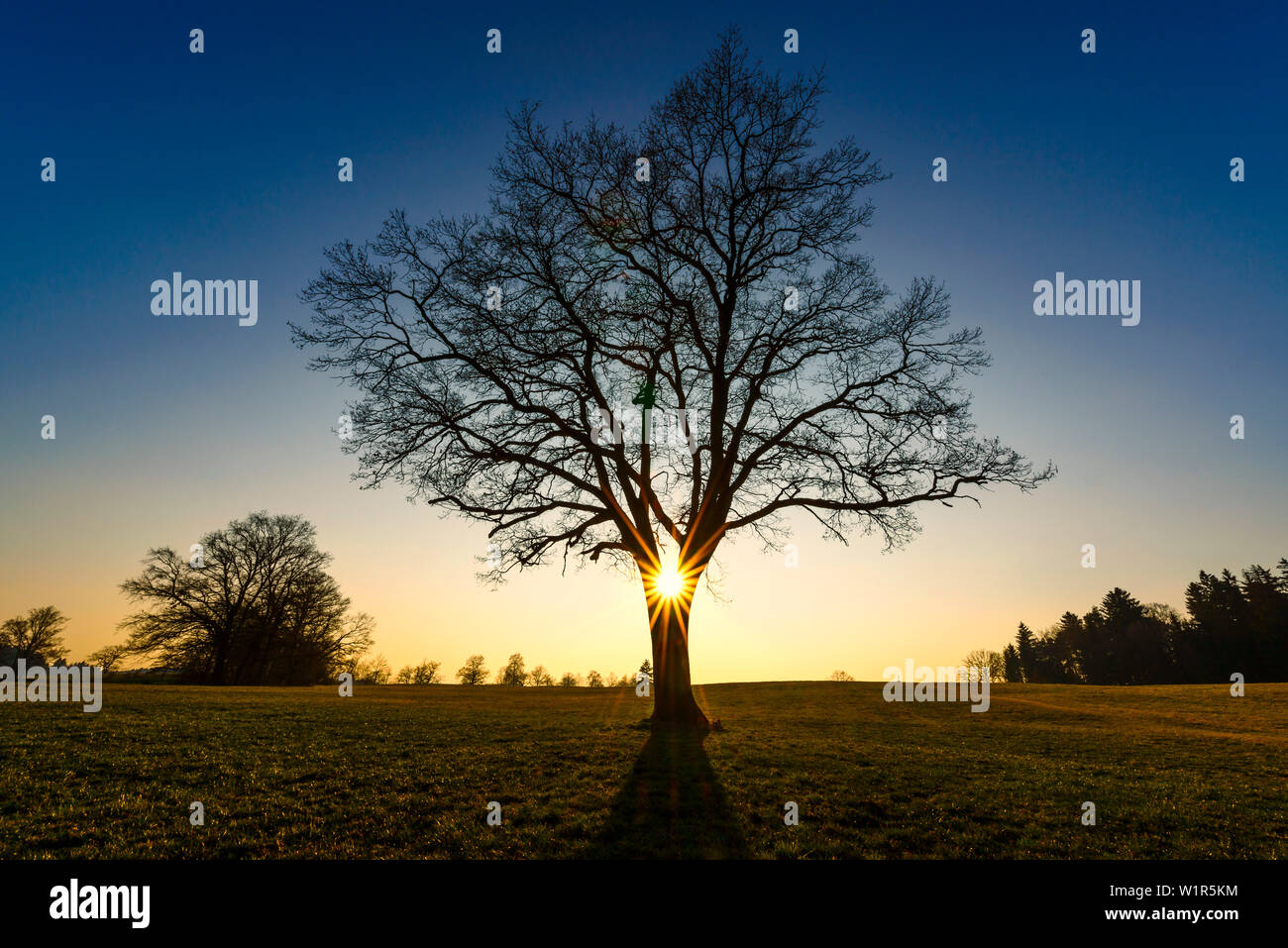 Barren tree hi-res stock photography and images - Alamy