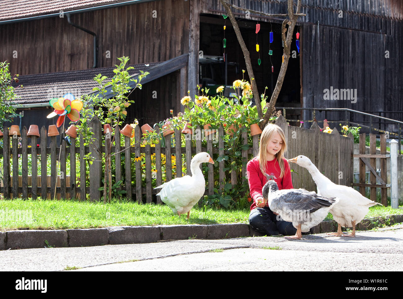 Blond girl sitting in front of a cottage garden and feed your tame ...