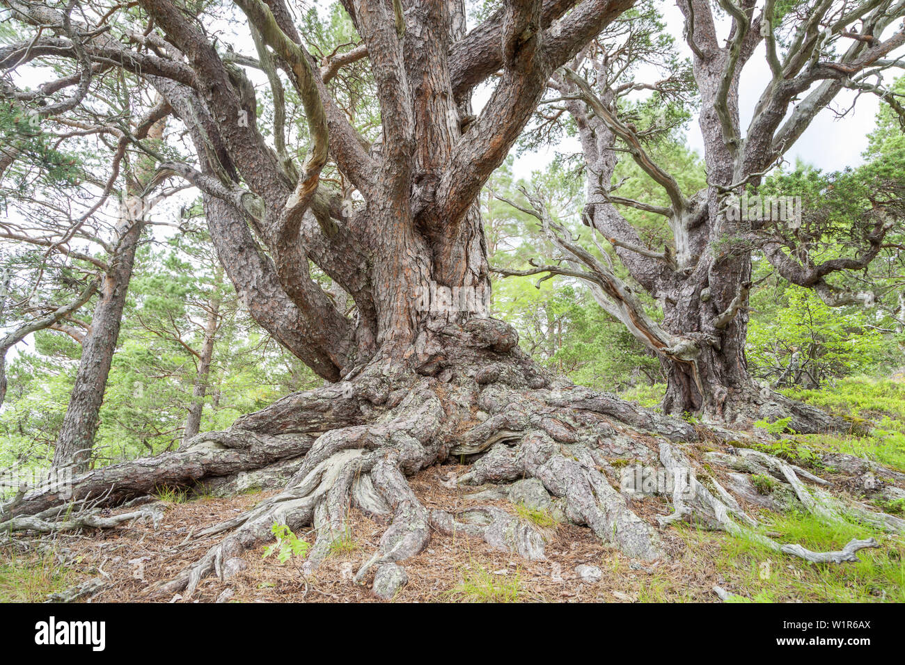 Gnarled twisted tree trees trunk trunks hi-res stock photography and ...