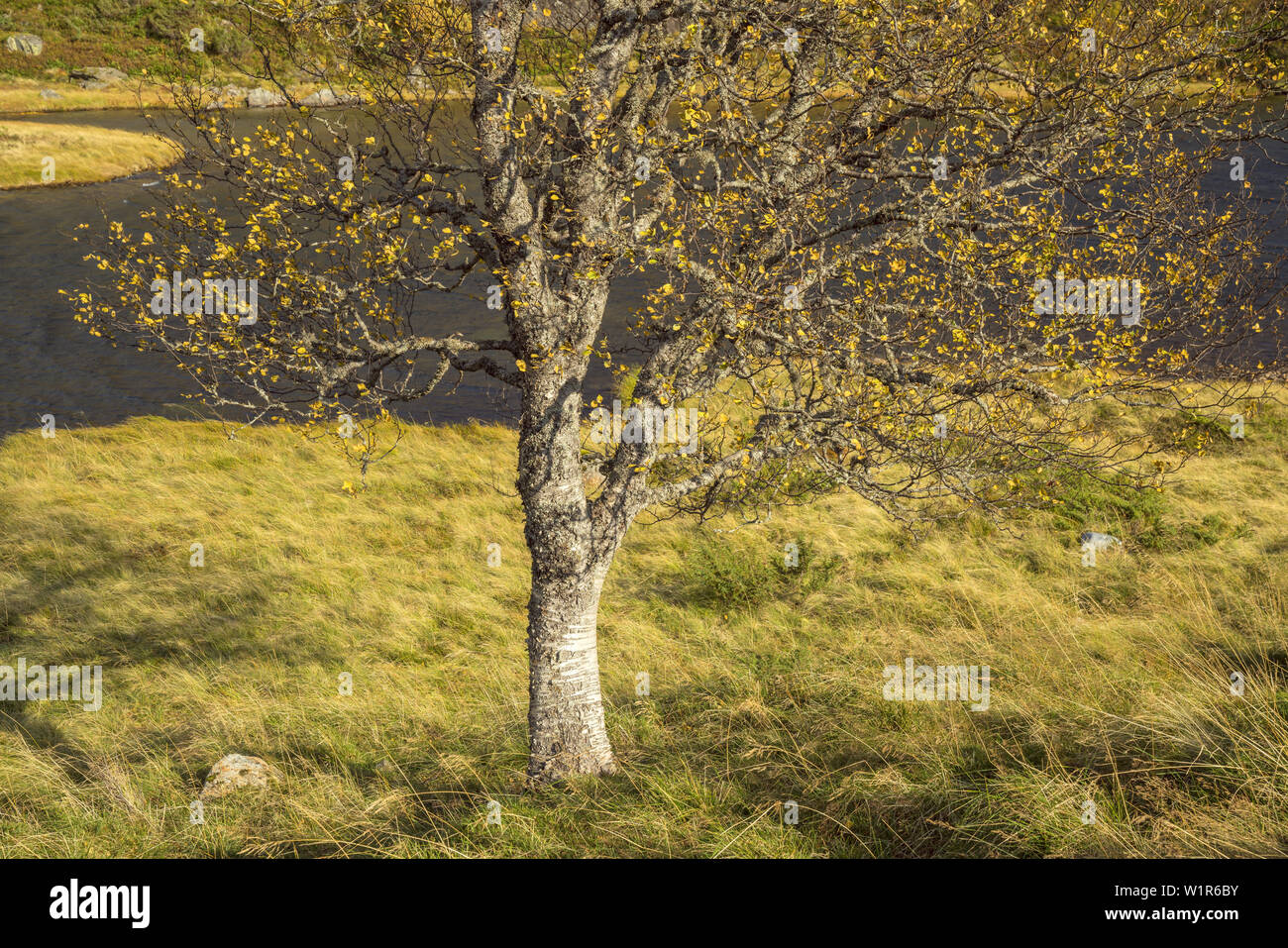 Northern europe birch not lake hi-res stock photography and images - Alamy